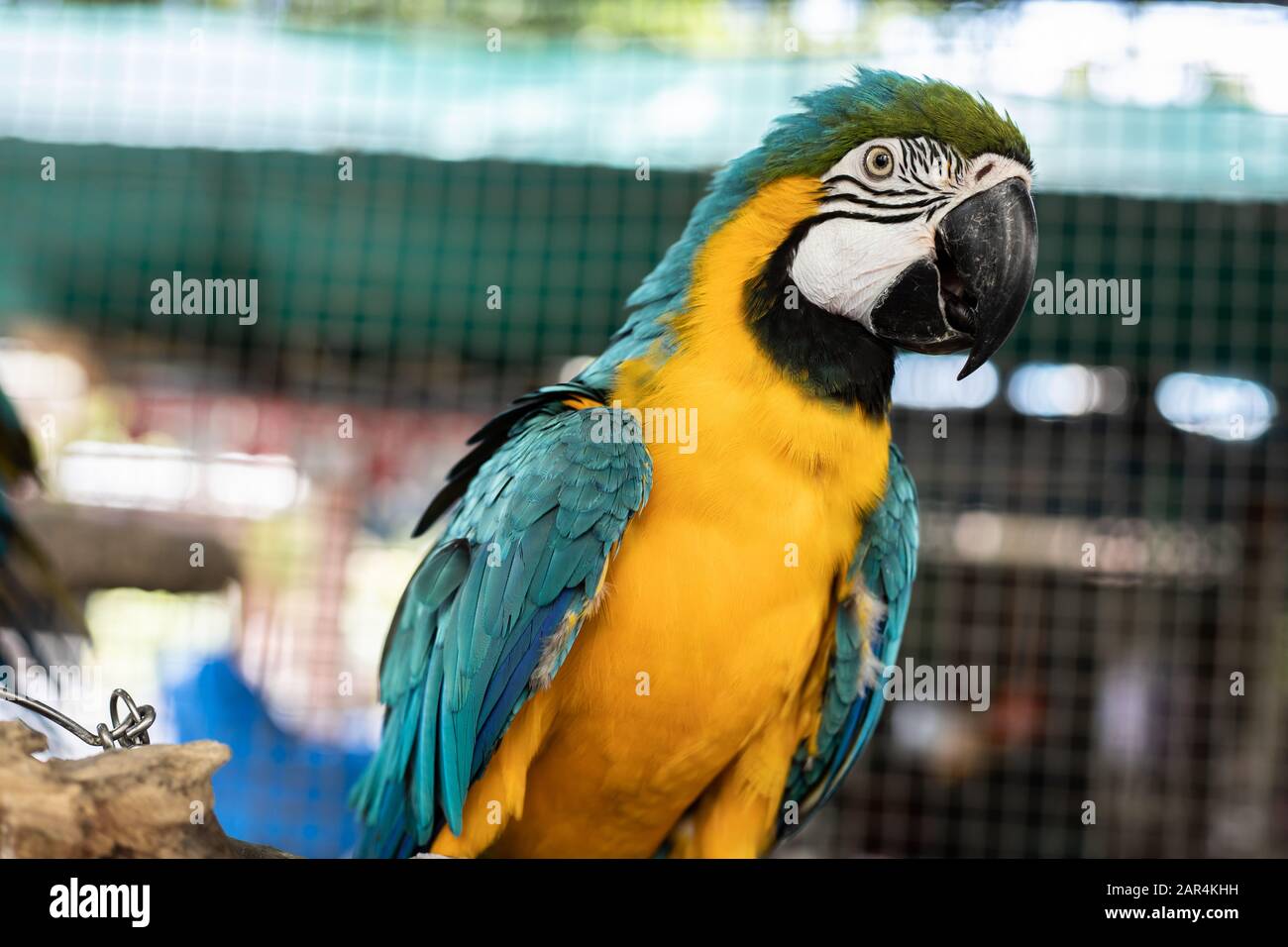 Beautiful macaw parrots that are staring. Colorful macaw parrots of ...