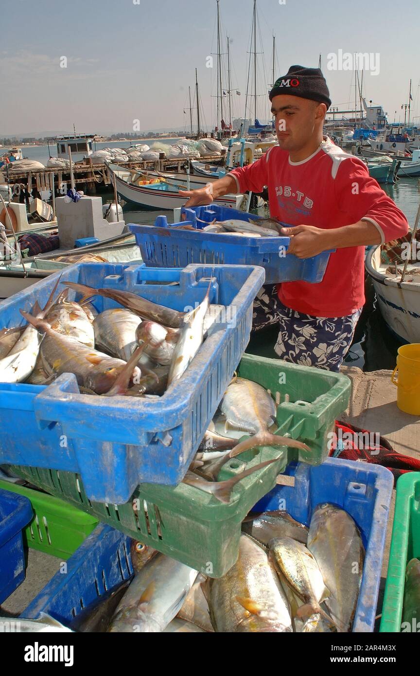 Fisherman with his catch of fish in Acco, Israel Stock Photo - Alamy