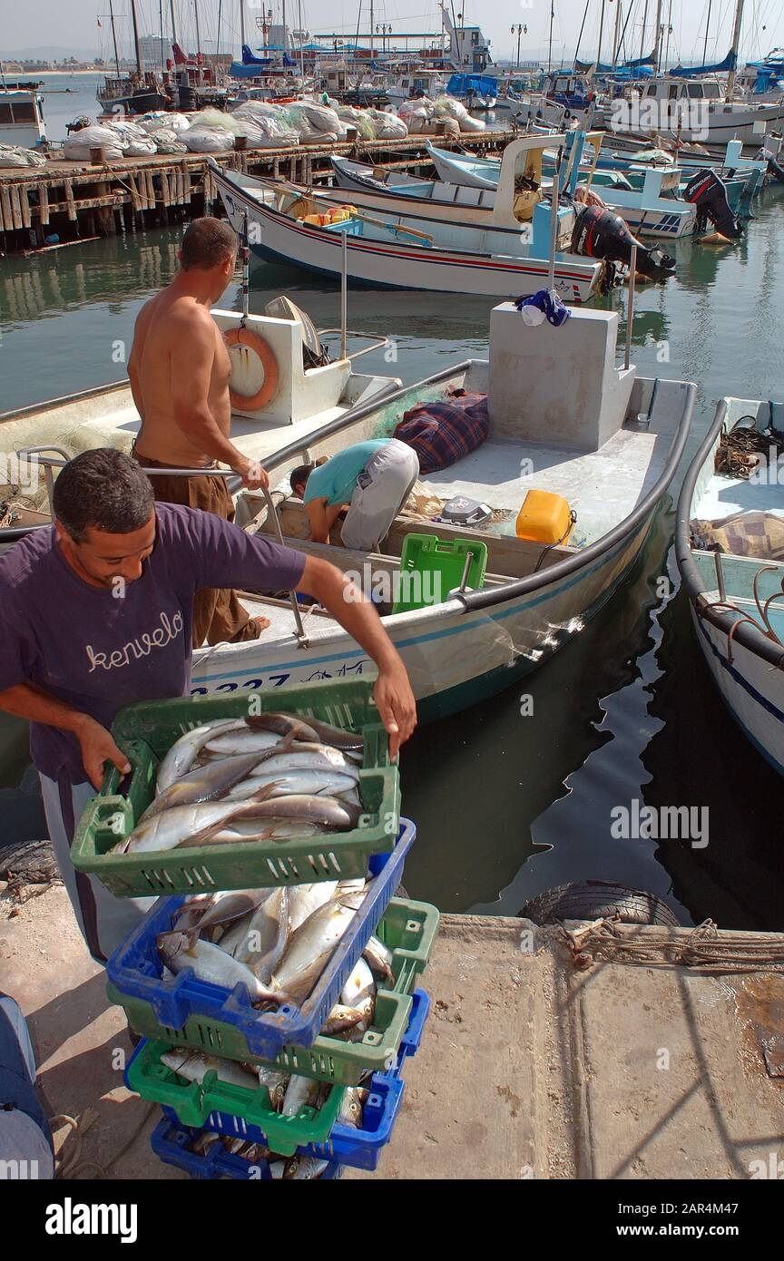 Fisherman with his catch of fish in Acco, Israel Stock Photo - Alamy