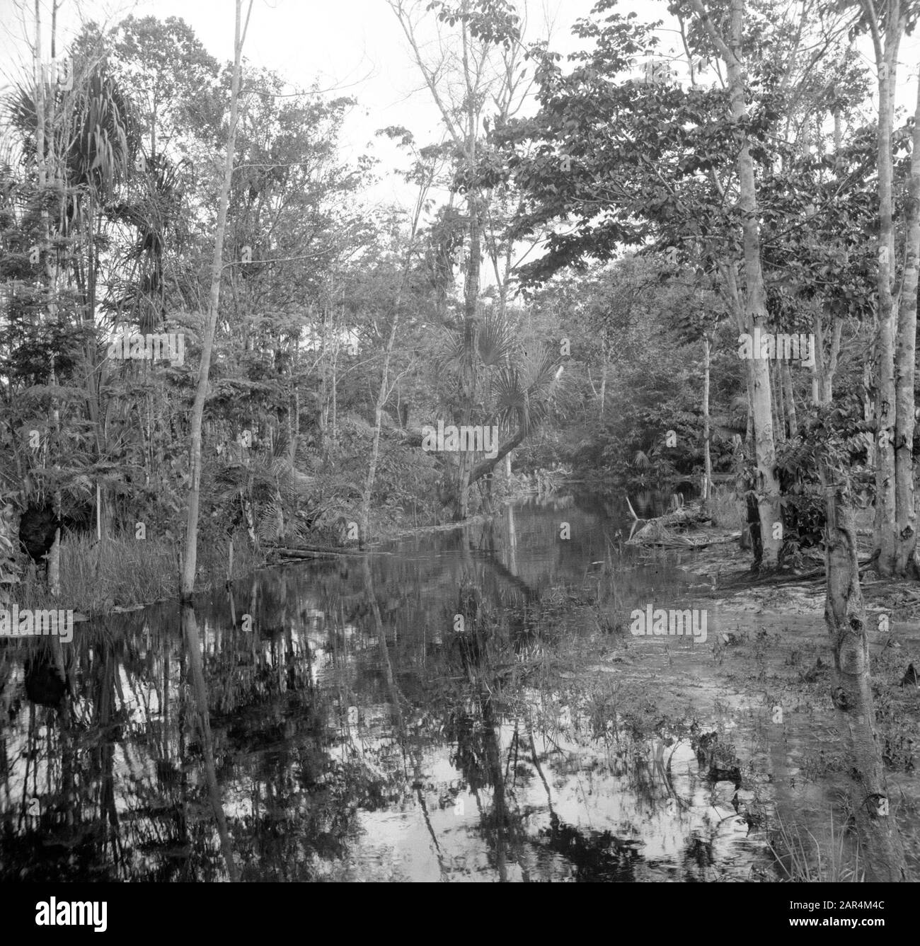 Journey to Suriname and the Netherlands Antilles A creek near Zanderij ...
