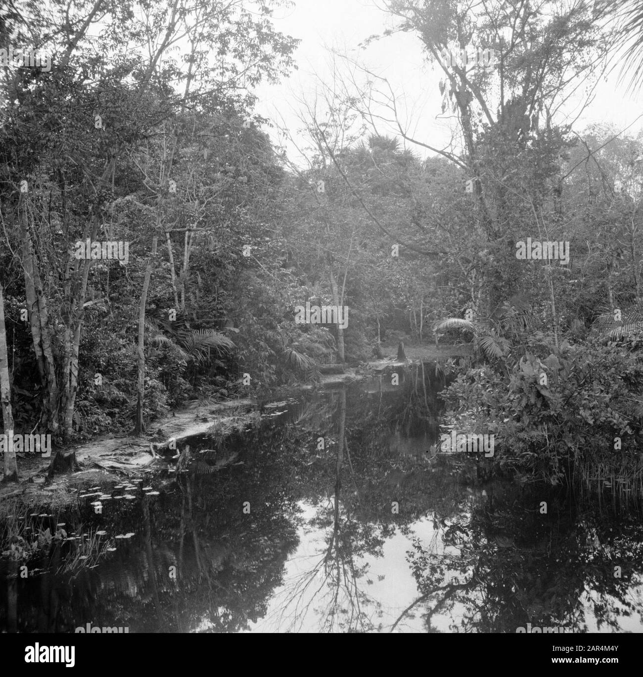 Journey to Suriname and the Netherlands Antilles A creek near Zanderij ...