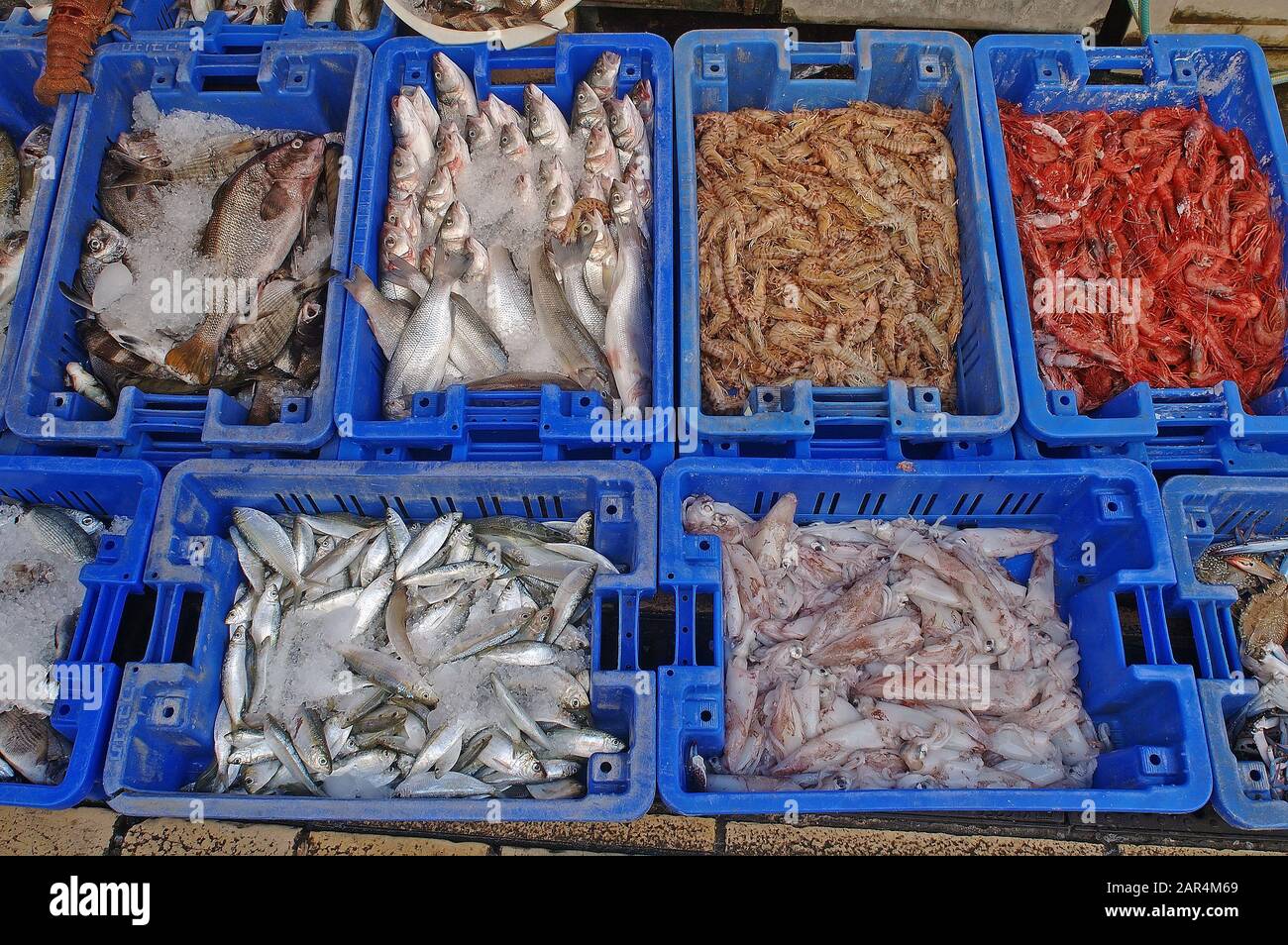 fresh fish out of the sea Stock Photo - Alamy