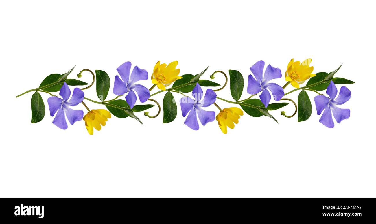 Ornamental horizontal line with wild flowers isolated on white Stock ...