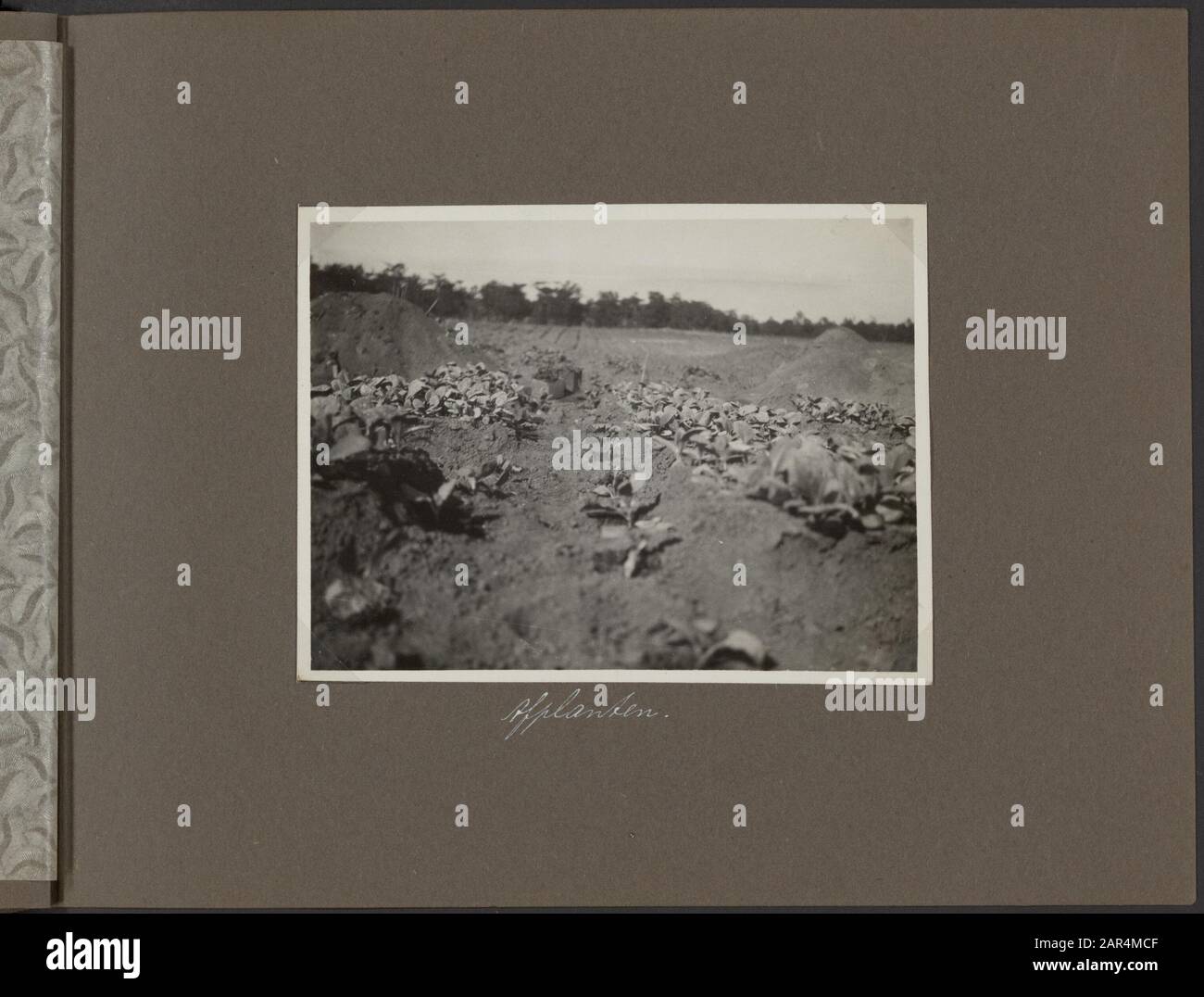 Photo album Deli Company: Company Loeboe Dalam A field of tobacco ...