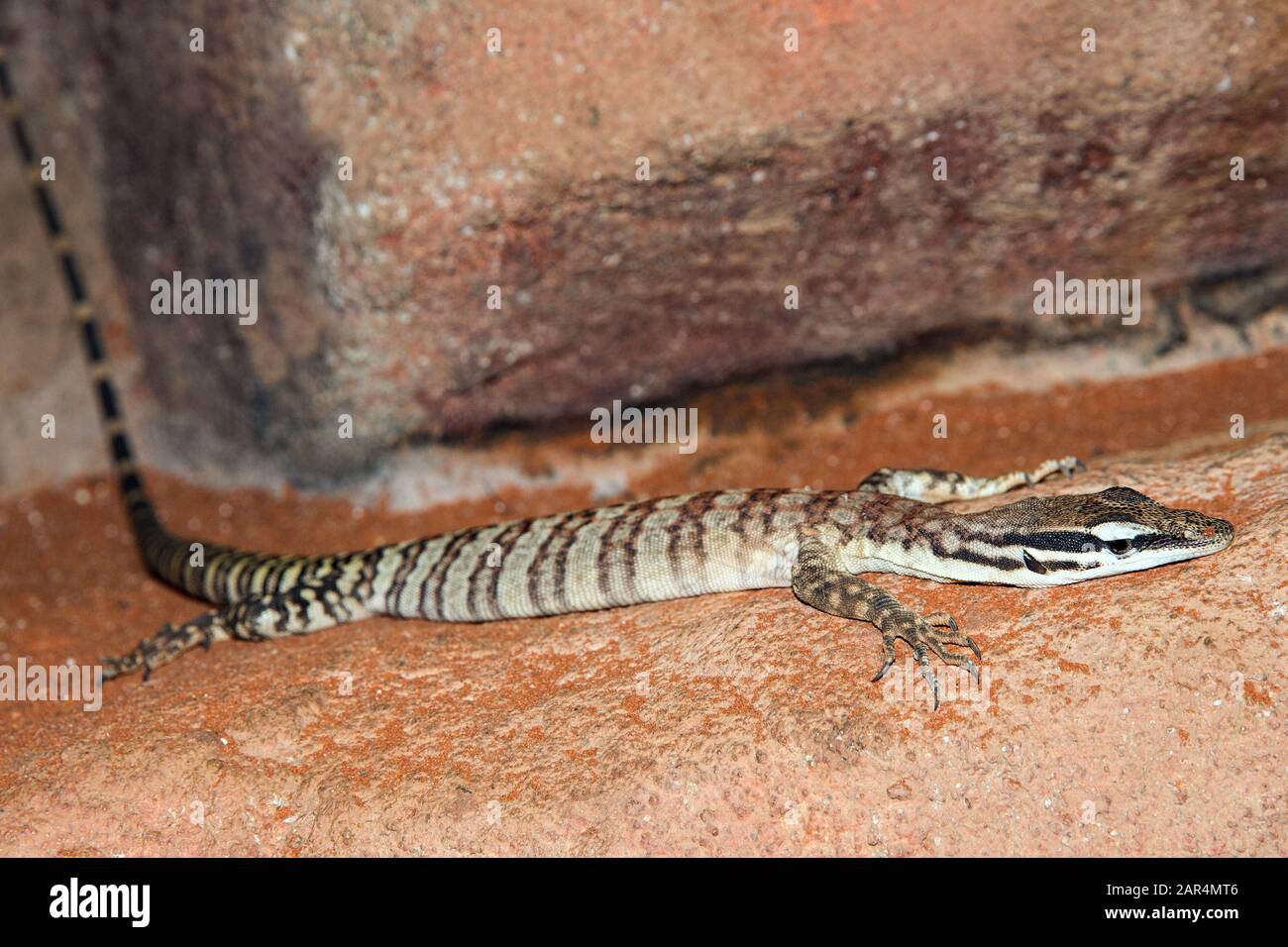 Kimberley Rock Monitor Stock Photo - Alamy