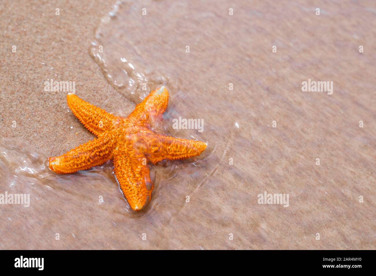 Orange starfish has been washed ashore on beach sand at sunset. Tourism ...