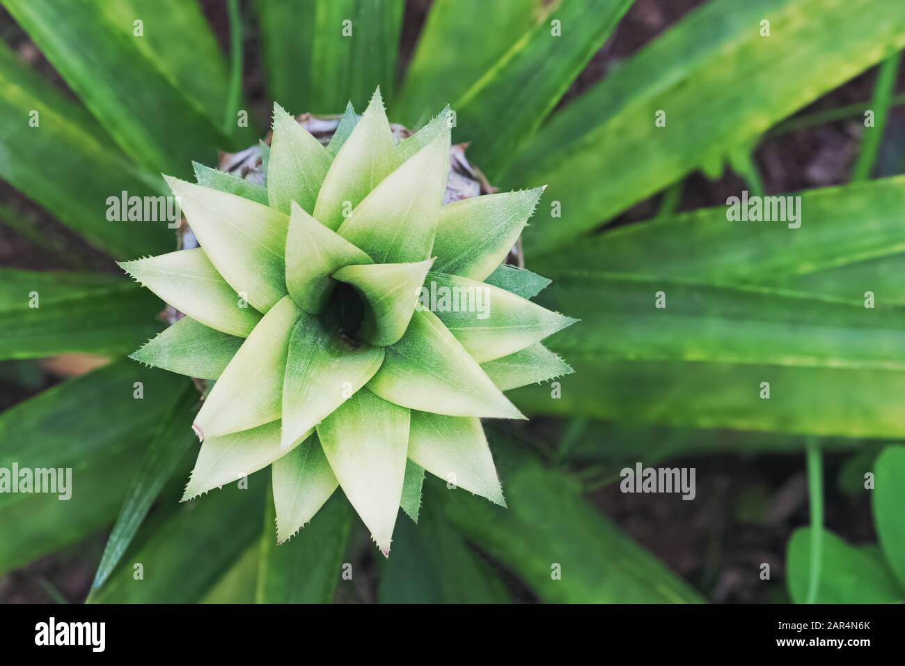 Grow Pineapple High Resolution Stock Photography and Images - Alamy