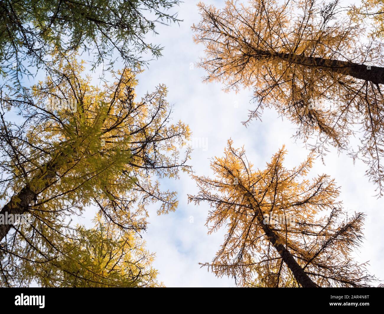 Larch trees in fall colour hi-res stock photography and images - Alamy