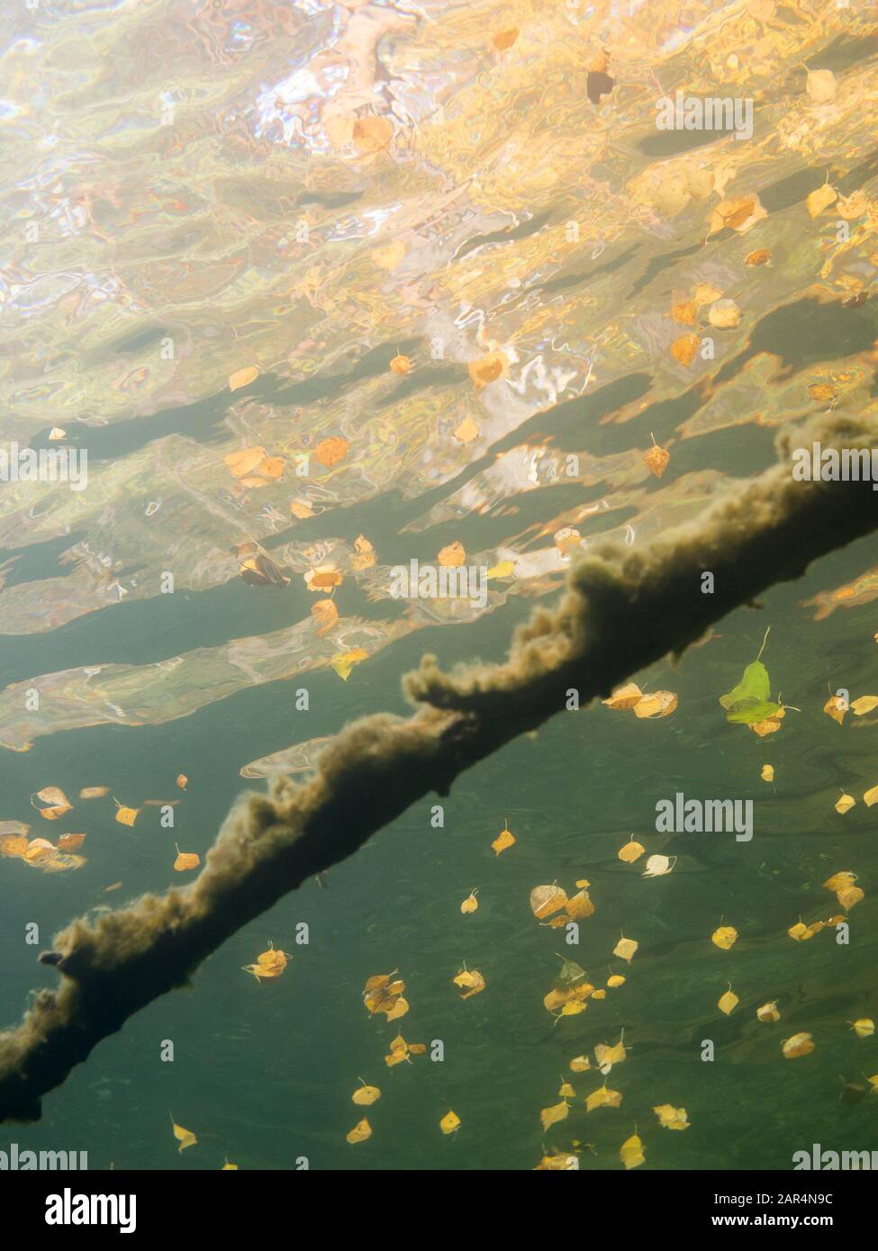 Underwater view of autumn leaves floating on water surface behind ...