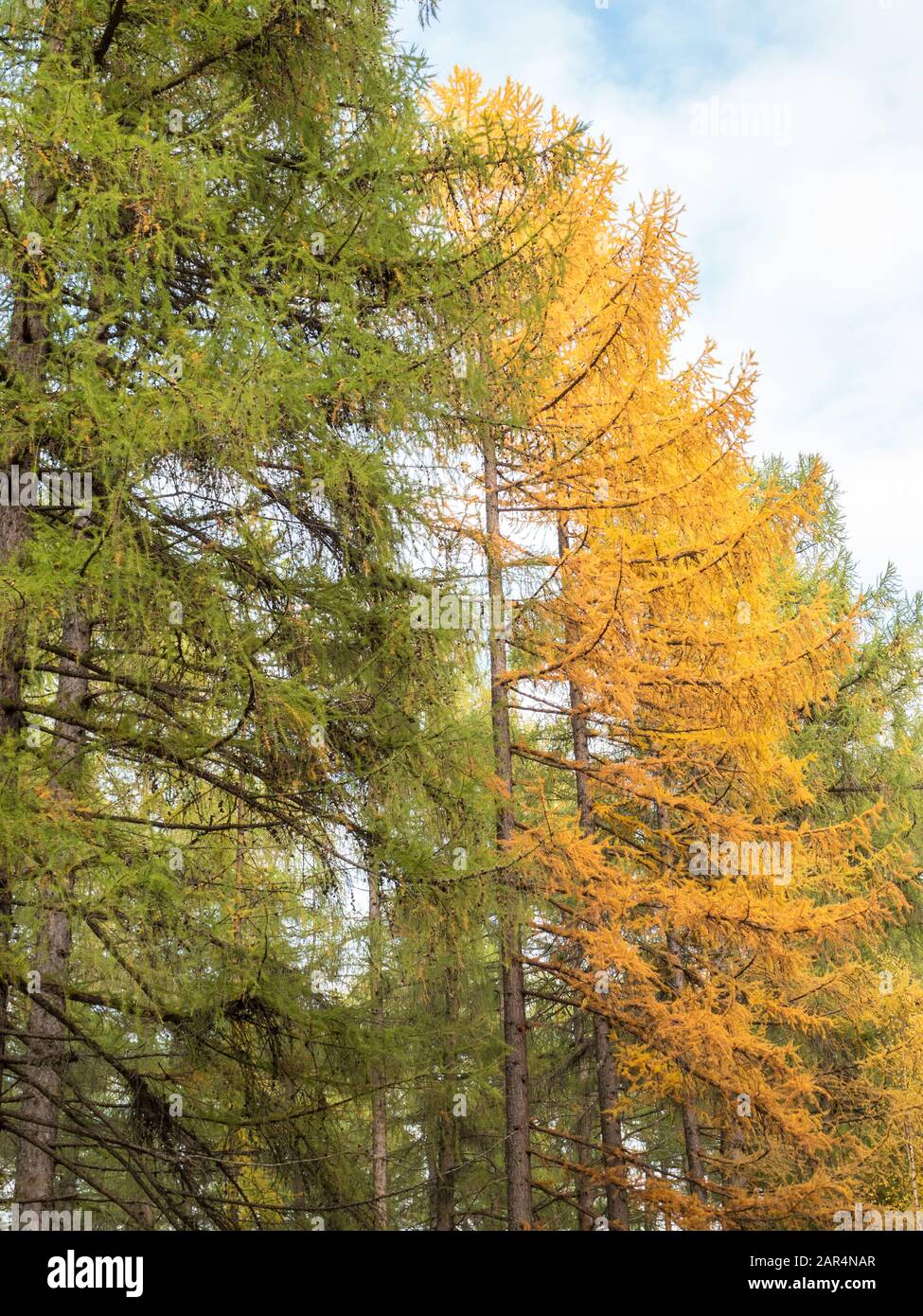 Conifer tree trees hi-res stock photography and images - Alamy