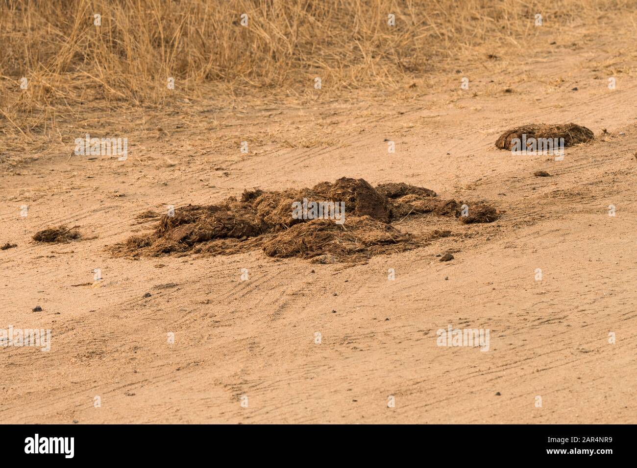 mound, heap, load of animal dung, droppings. faeces, excrement, poop ...