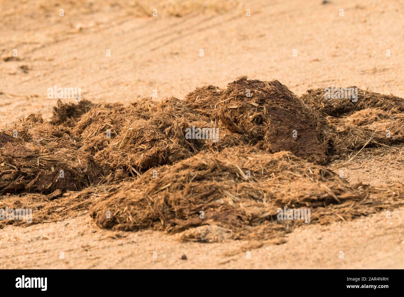closeup of animal dung, poop, faeces, droppings from either an elephant ...