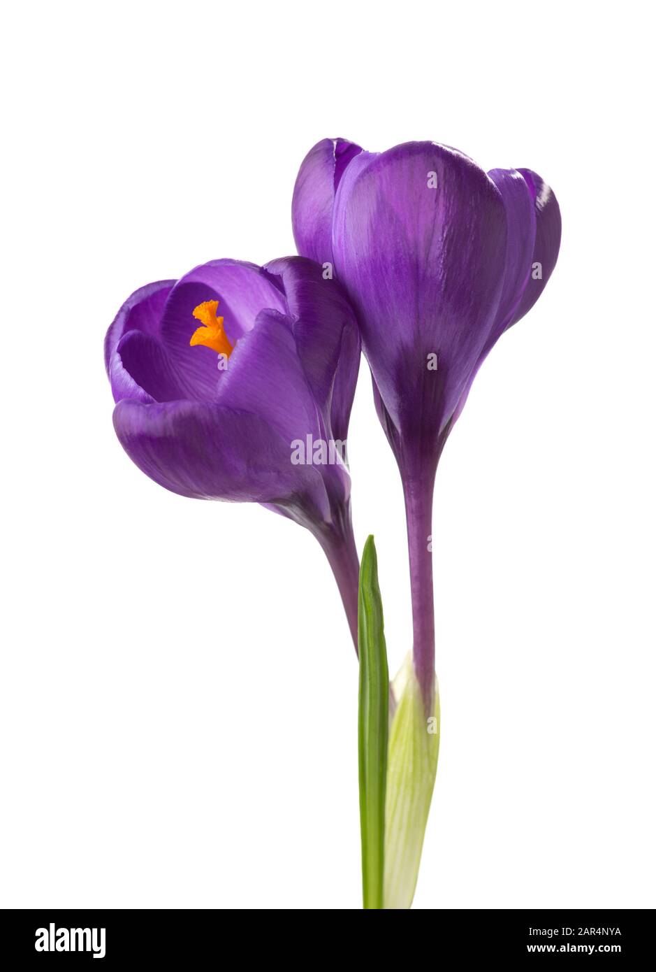Two flowers of Crocus isolated on white background Stock Photo - Alamy