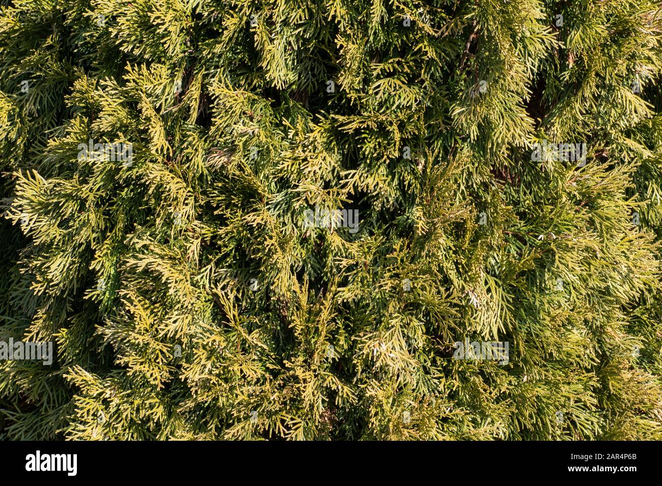 Cedar texture hi-res stock photography and images - Alamy