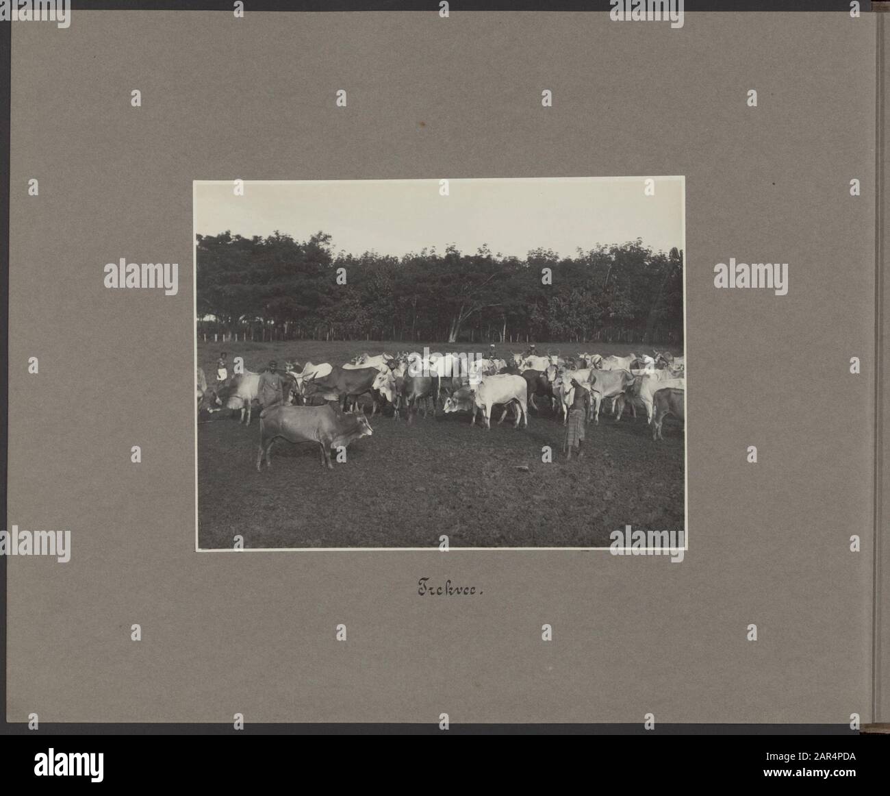 Draught Oxen High Resolution Stock Photography and Images - Alamy