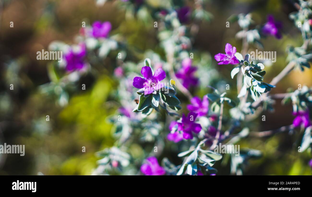 Four o clock flower hi-res stock photography and images - Alamy