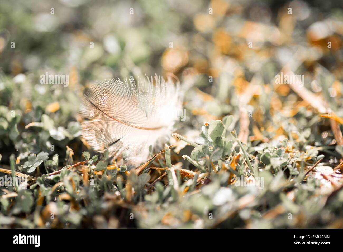 Tiny dove hi-res stock photography and images - Alamy