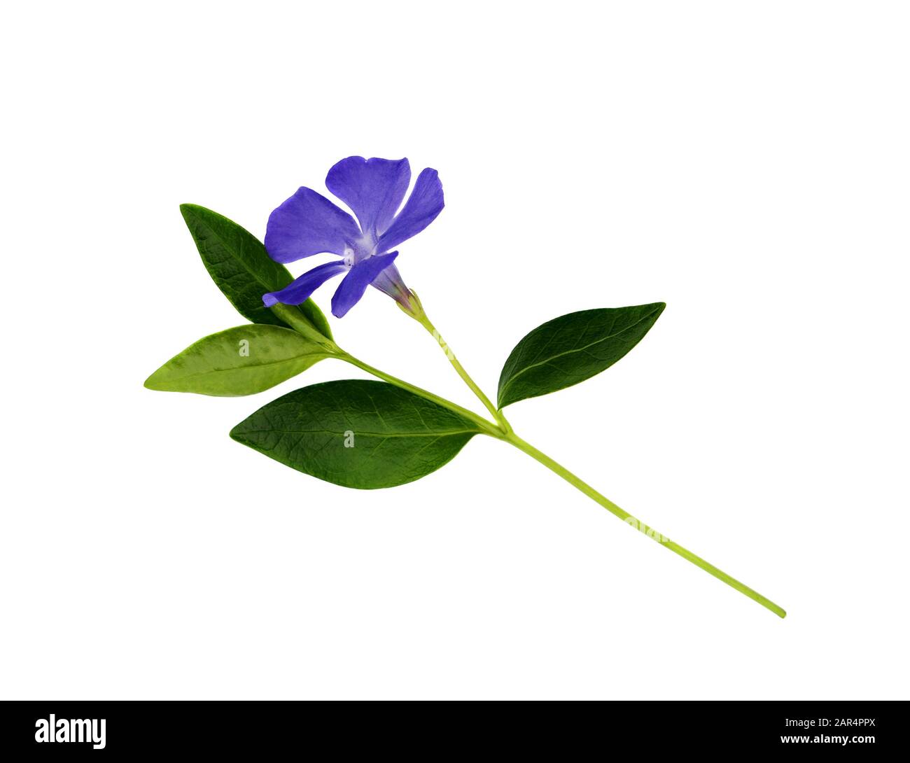 Periwinkle colored hi-res stock photography and images - Alamy