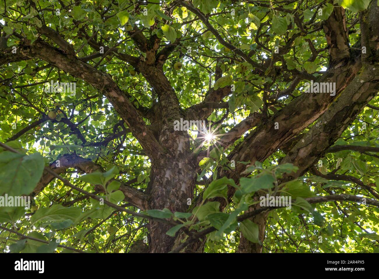 Sunbeams shining through the canopy of an apple fruit tree in a garden ...