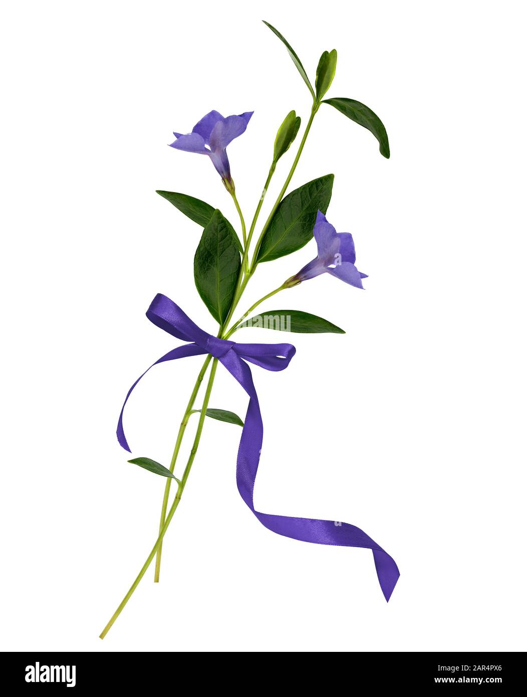 Periwinkle bow hi-res stock photography and images - Alamy