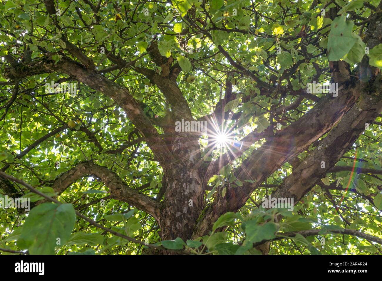 Canopy apple tree hi-res stock photography and images - Alamy