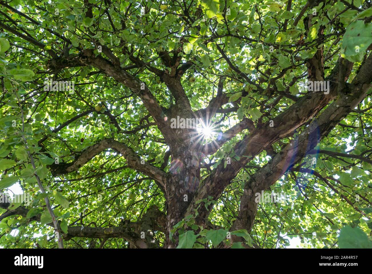 Sunbeams shining through the canopy of an apple fruit tree in a garden ...