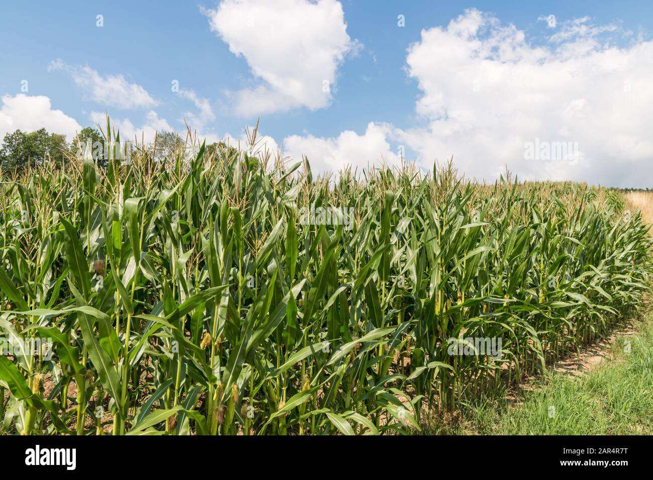 Corn field on a beautiful summer day with clouds and blue sky, Germany ...
