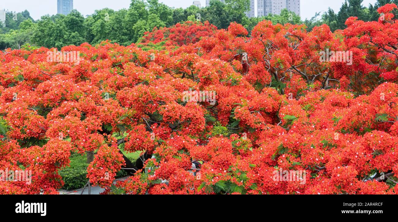 Caribbean flame tree red flowers hi-res stock photography and images ...