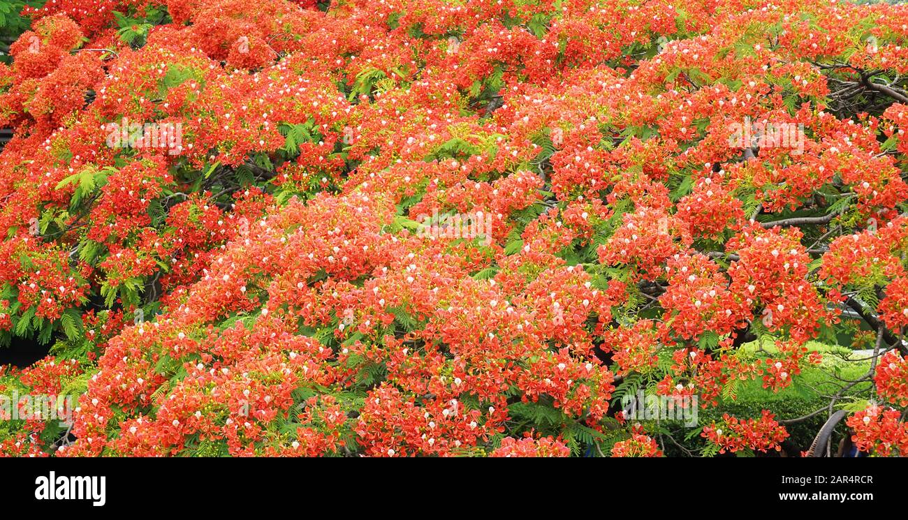 Caribbean flame tree red flowers hi-res stock photography and images ...