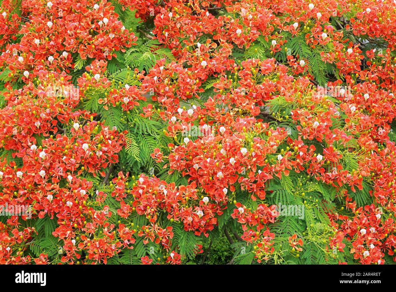 Caribbean flamboyant poinciana tree hi-res stock photography and images ...