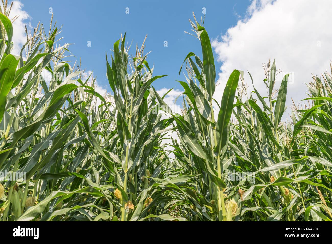 Corn field on a beautiful summer day with clouds and blue sky, Germany ...