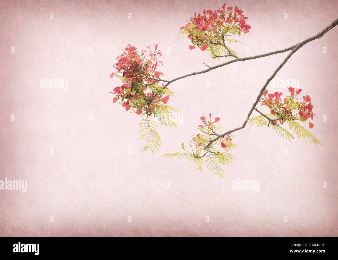 Peacock flowers on tree with Old antique vintage paper background Stock ...