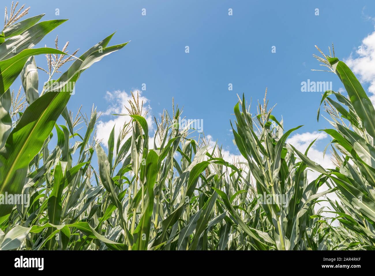 Corn field on a beautiful summer day with clouds and blue sky, Germany ...