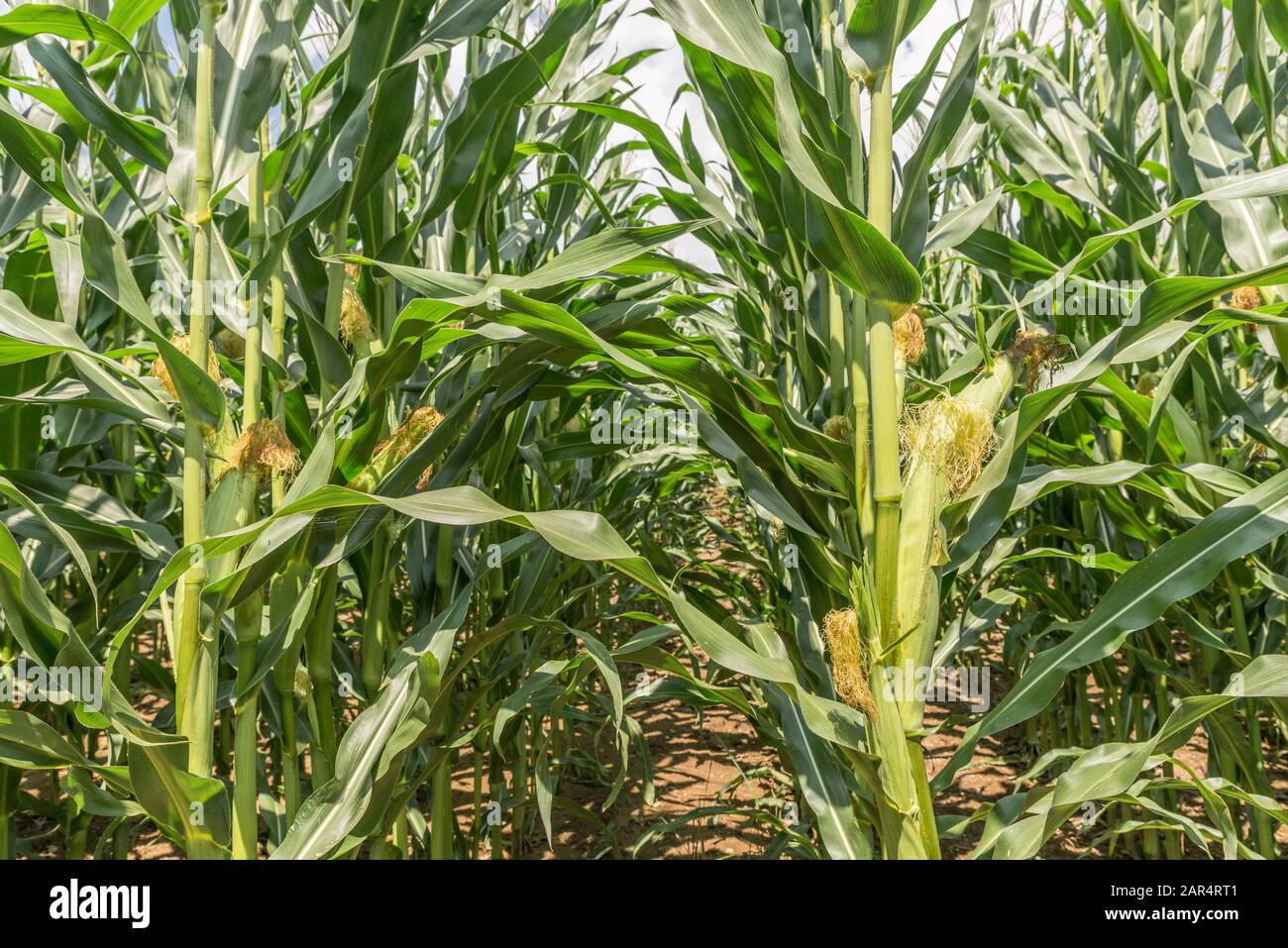 Corn field on a beautiful summer day with clouds and blue sky, Germany ...