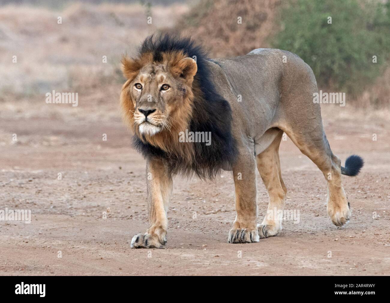 Large male Lion In Gir, Gujarat, India Stock Photo - Alamy