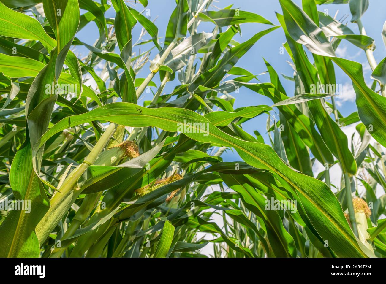 Corn field on a beautiful summer day with clouds and blue sky, Germany ...