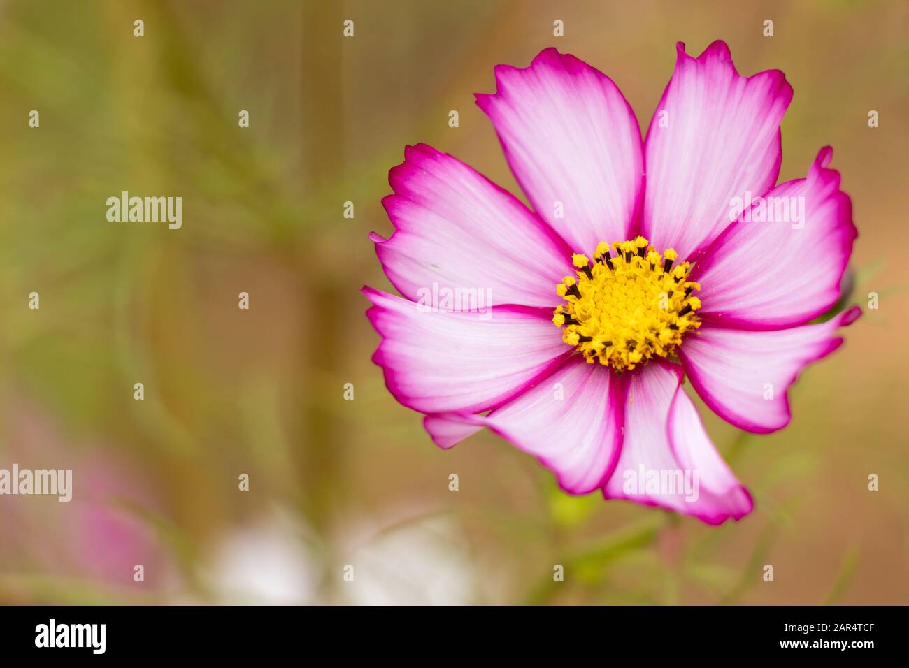 Beautiful pink and white color cosmos flower background Stock Photo - Alamy
