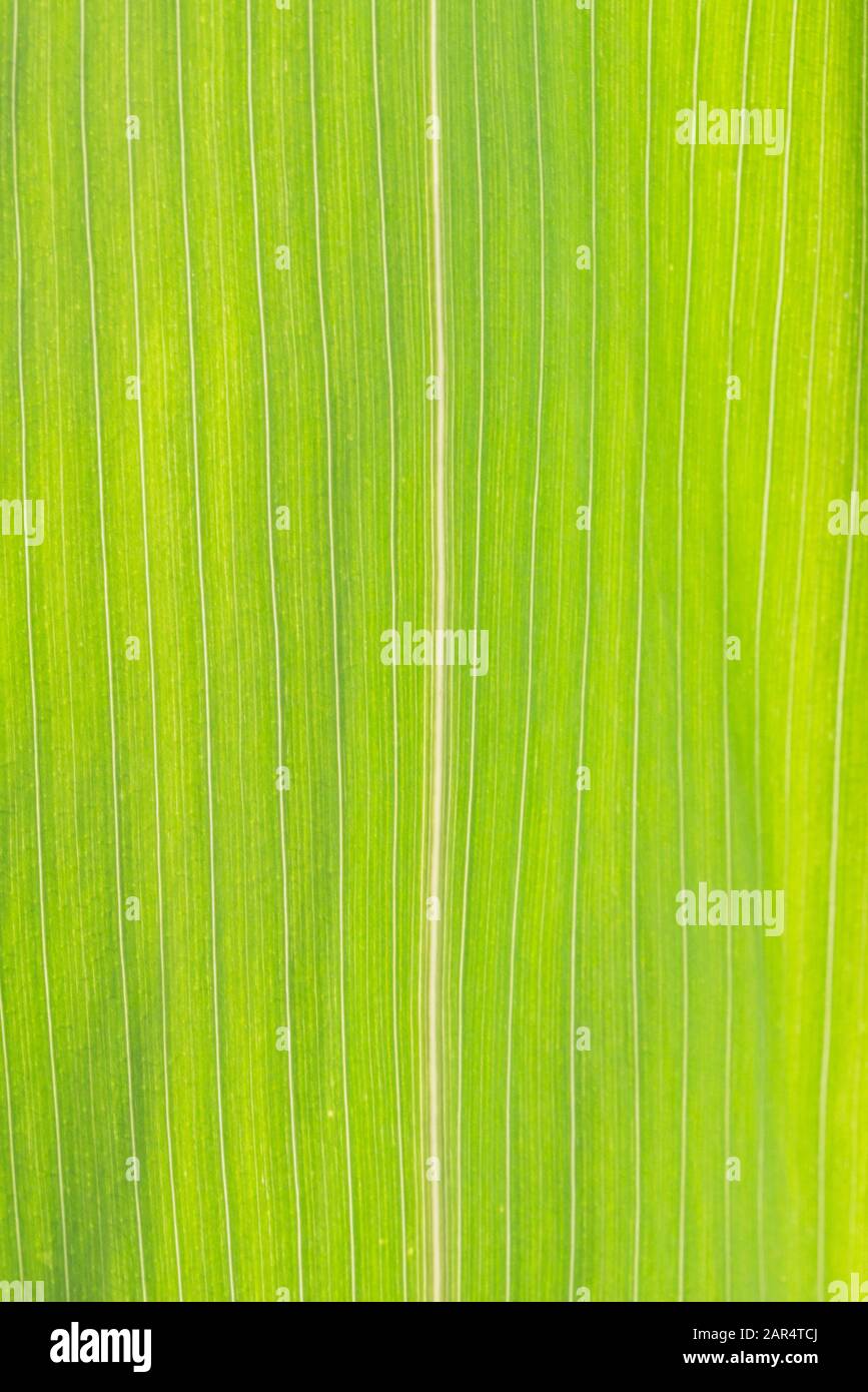 Close-up of the structure of a leaf of a corn plant Stock Photo - Alamy
