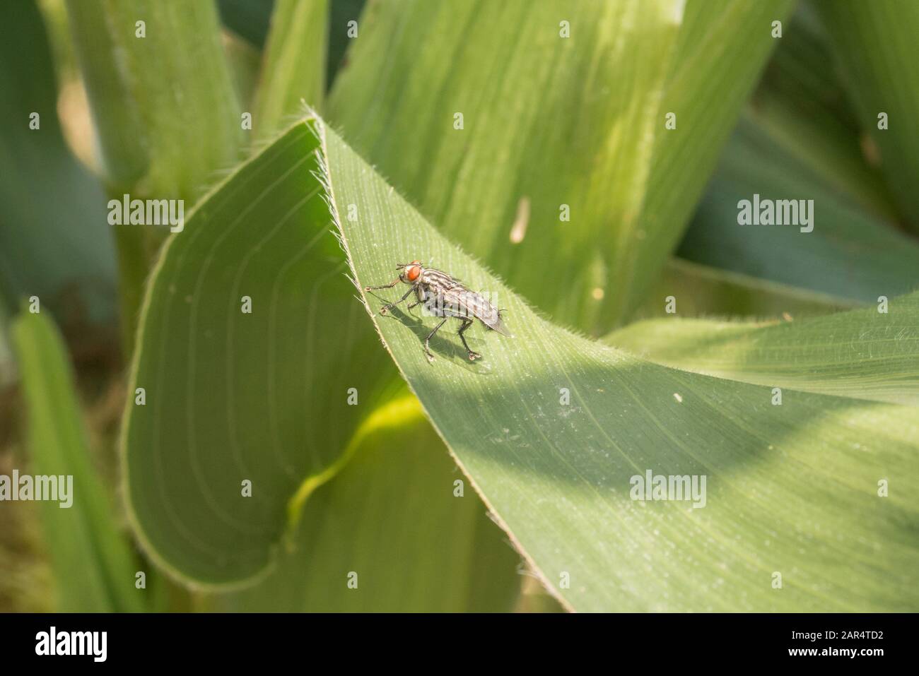 Fly sitting on a leaf of a corn plant and basking in the sun, Germany ...