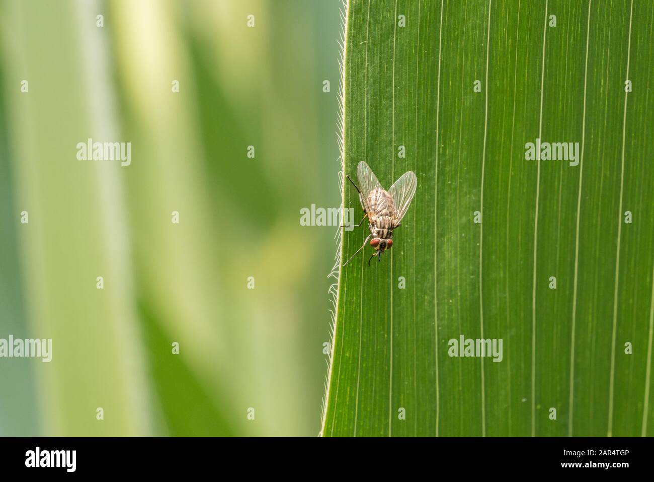 Fly sitting on a leaf of a corn plant and basking in the sun, Germany ...