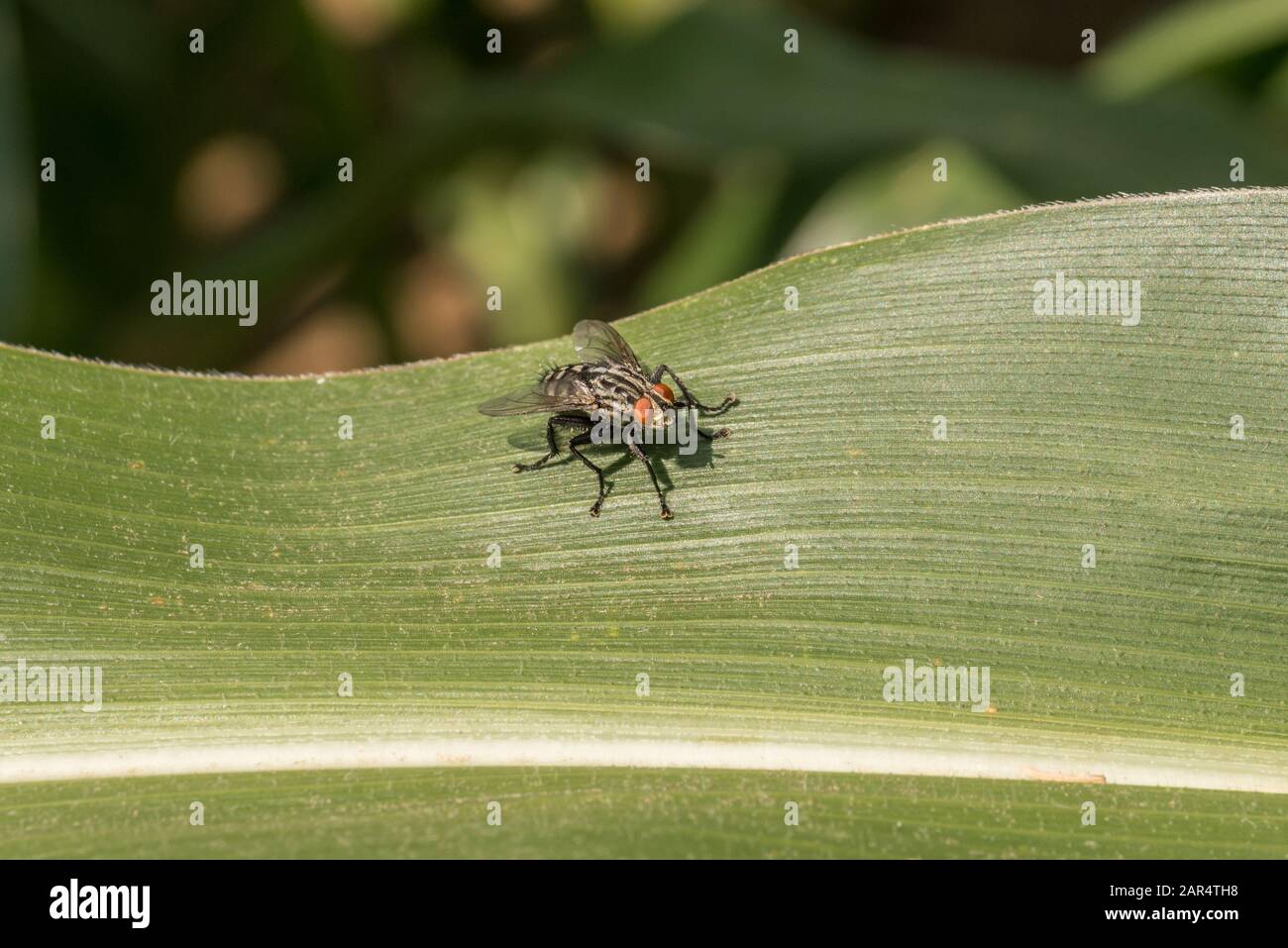 Fly sitting on a leaf of a corn plant and basking in the sun, Germany ...