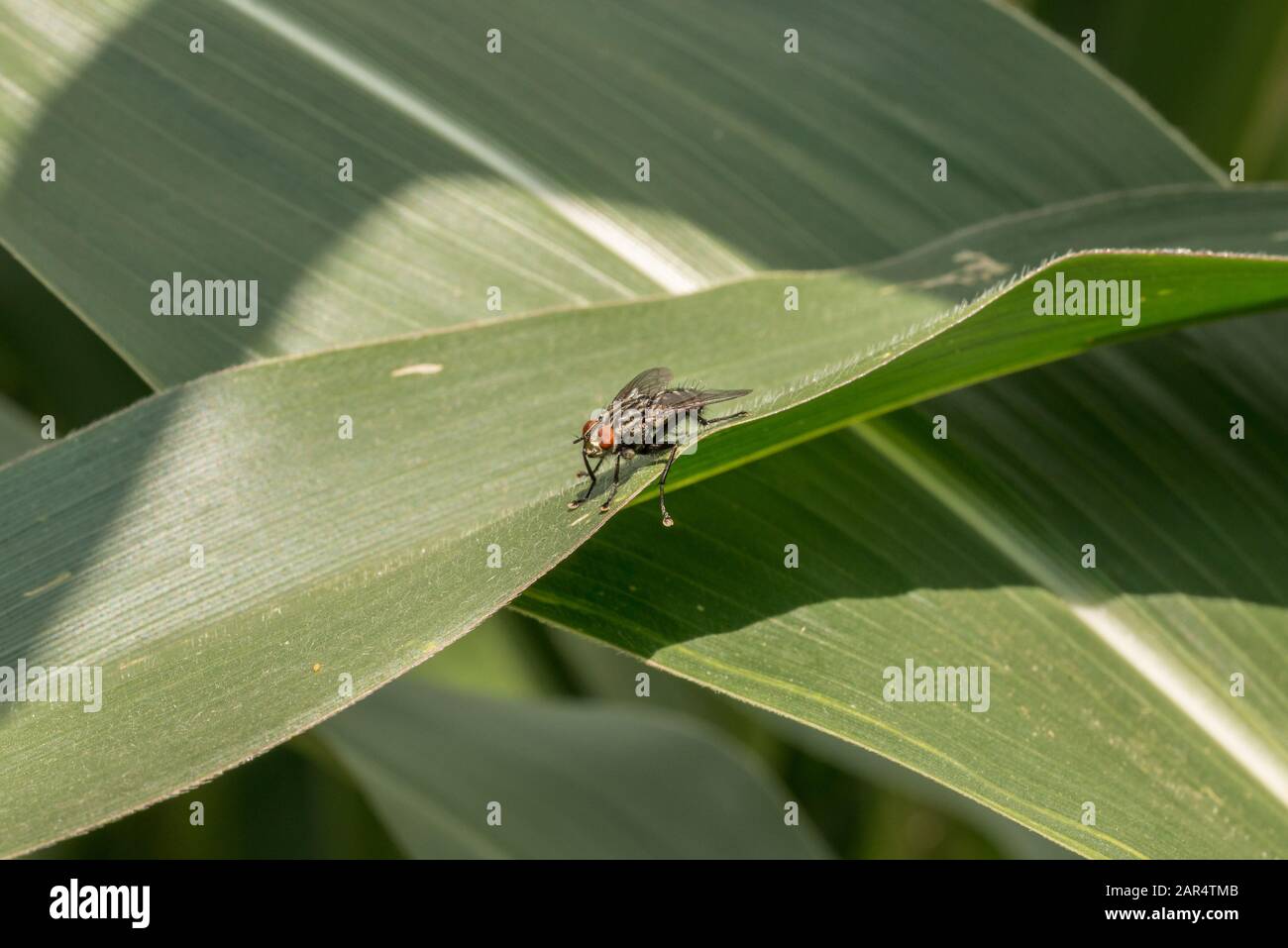 Fly sitting on a leaf of a corn plant and basking in the sun, Germany ...