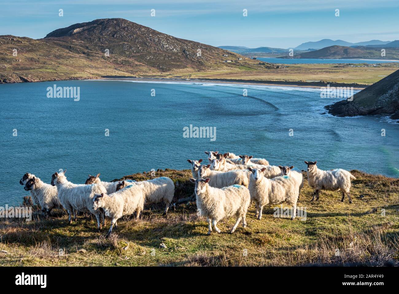 Sheep On A Hill High Resolution Stock Photography and Images - Alamy