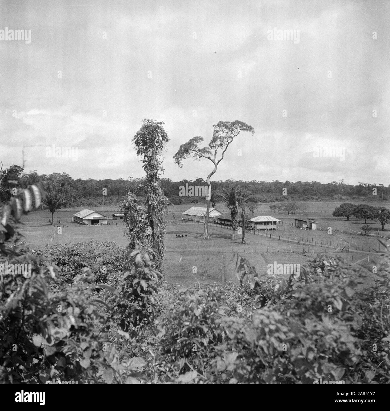 Travel to Suriname and the Netherlands Antilles View of buildings in ...