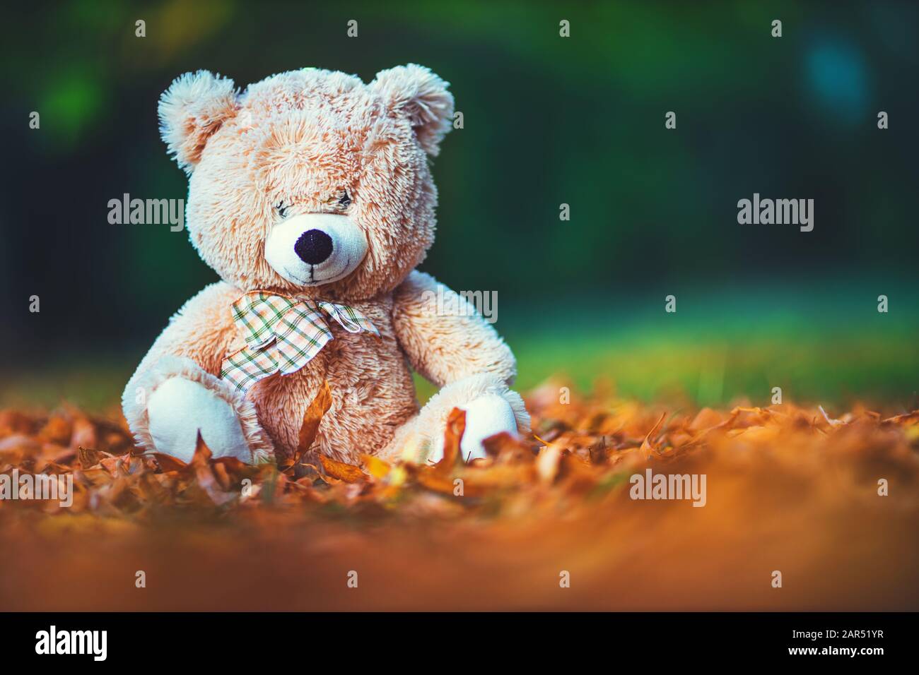 Teddy bear autumn hi-res stock photography and images - Alamy