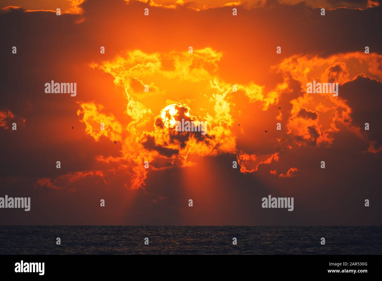 Bird shot sky hi-res stock photography and images - Alamy