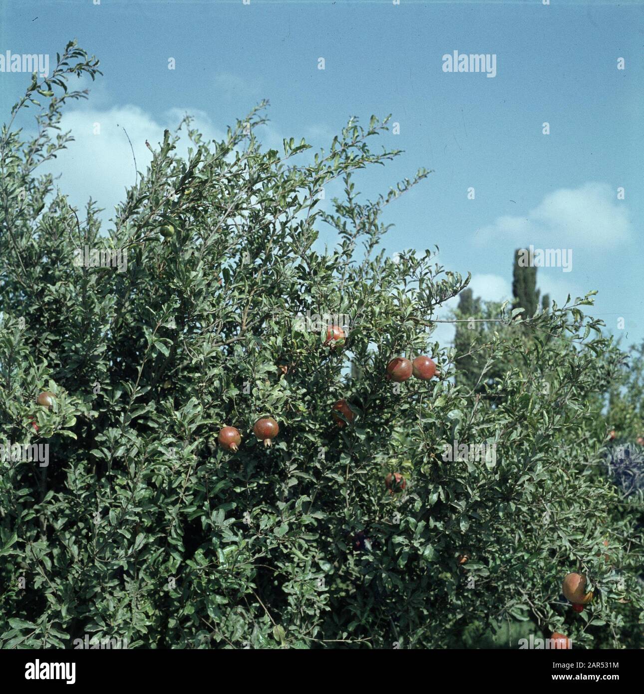 Pomegranate tree with fruits Date: undated Location: Israel Keywords ...