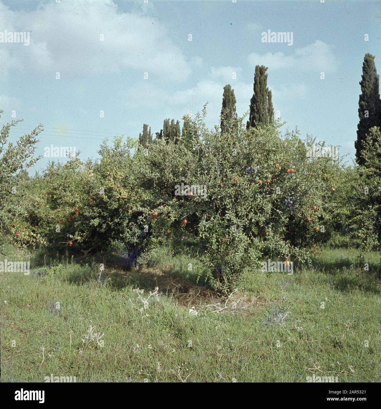 Pomegranate tree with fruits in an orchard Date: undated Location ...