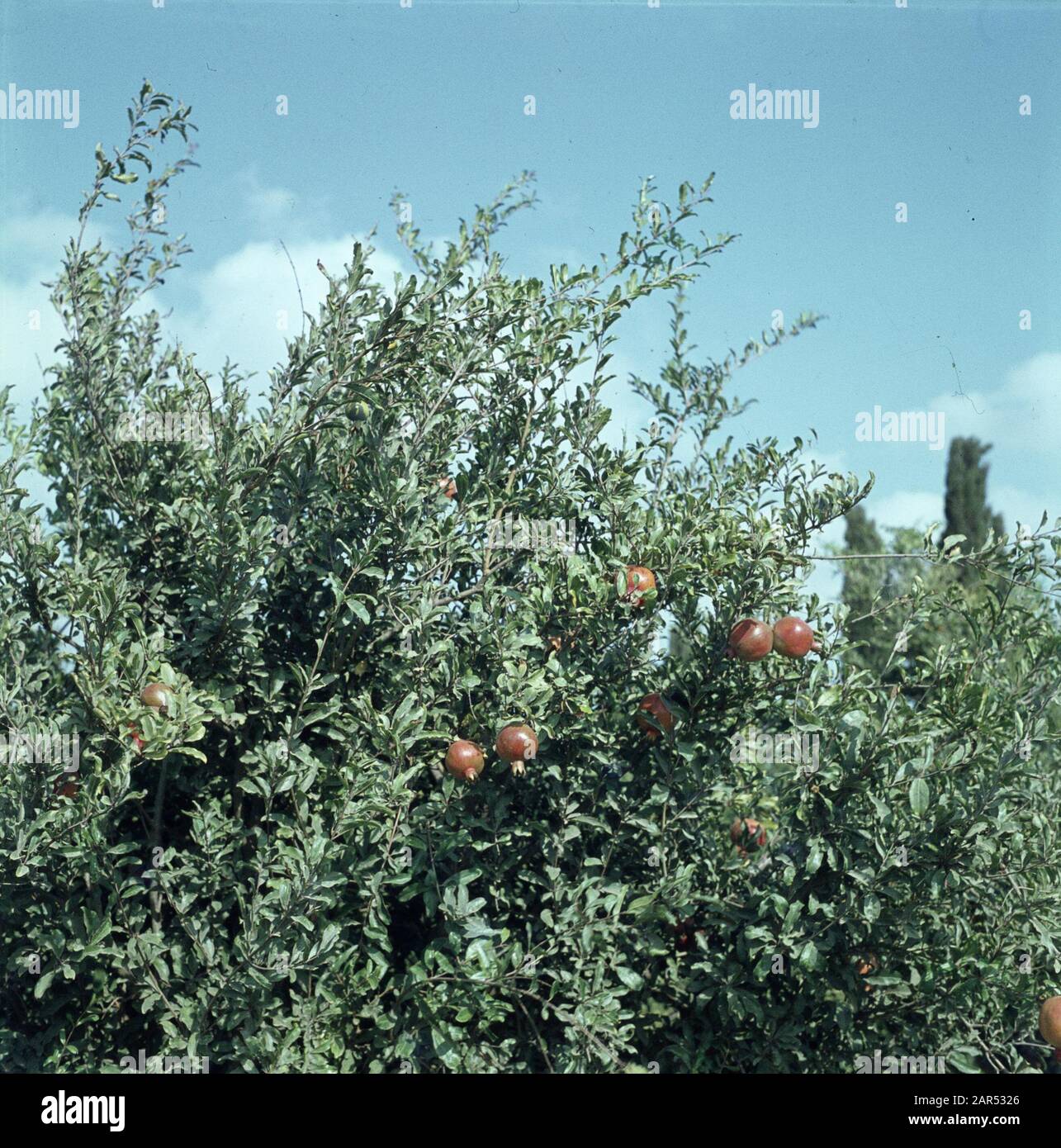 Pomegranate tree with fruits Date: undated Location: Israel Keywords ...