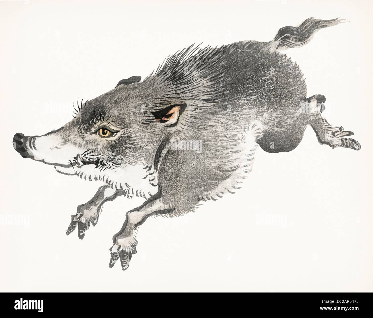 Japanese wild boar hi-res stock photography and images - Alamy